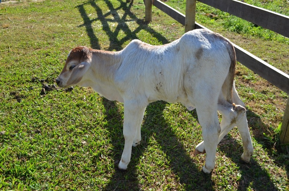 Bezerra nasce com seis patas, dois quadris e intriga pesquisadores ...